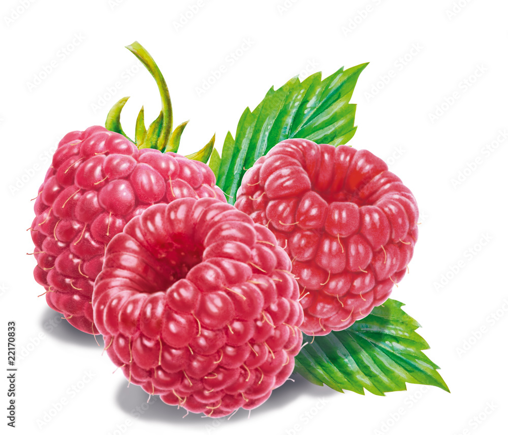 Himbeeren Stock-Illustration | Adobe Stock