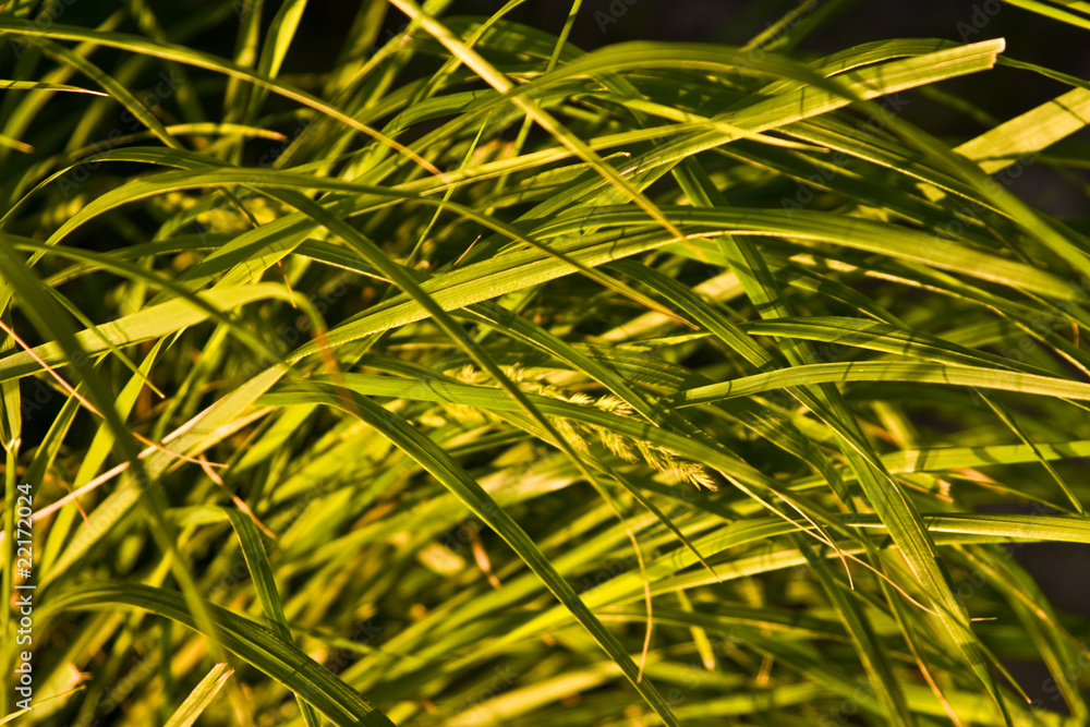 Poster native-grasses – Wall Art | UkPosters