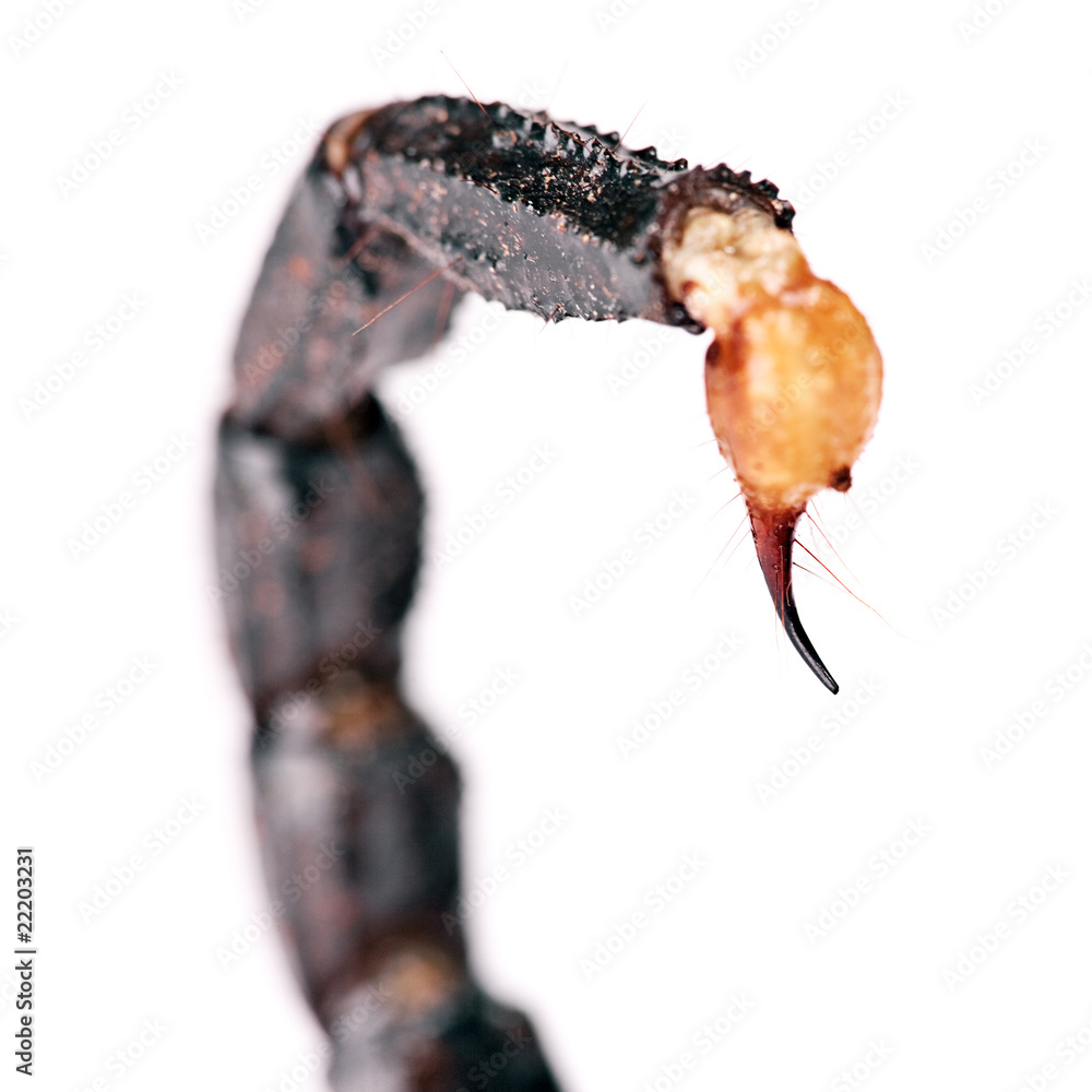 Scorpion tail isolated on white background. Stock Photo | Adobe Stock