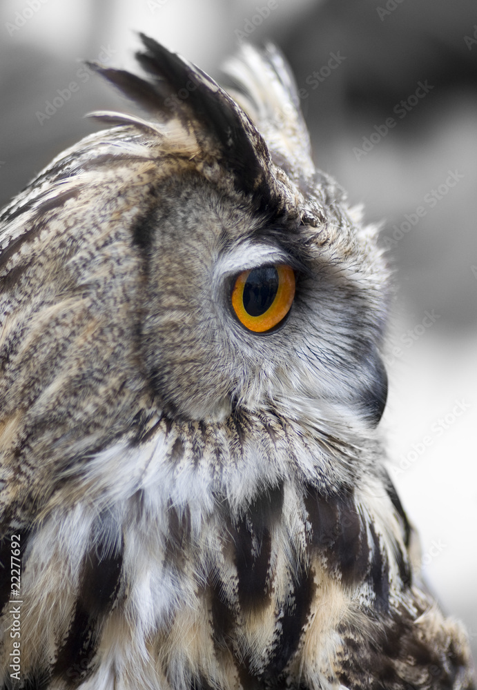 Perfil de búho real. foto de Stock | Adobe Stock