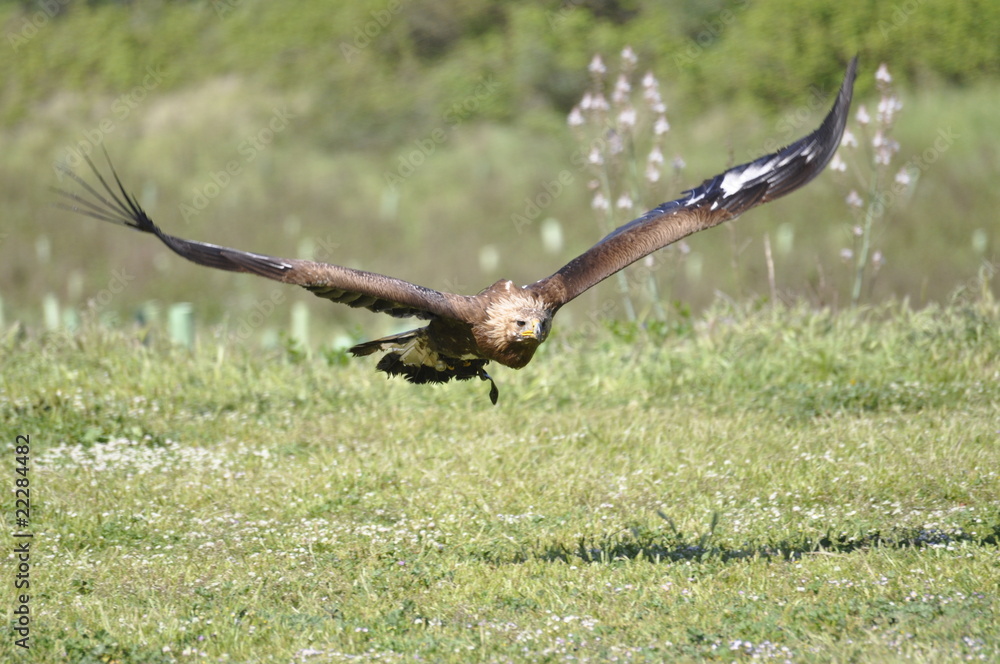 Aguila Real Stock Photo | Adobe Stock