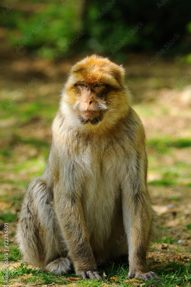 singe magot ou macaque berbère (Macaca sylvanus) Stock Photo | Adobe Stock