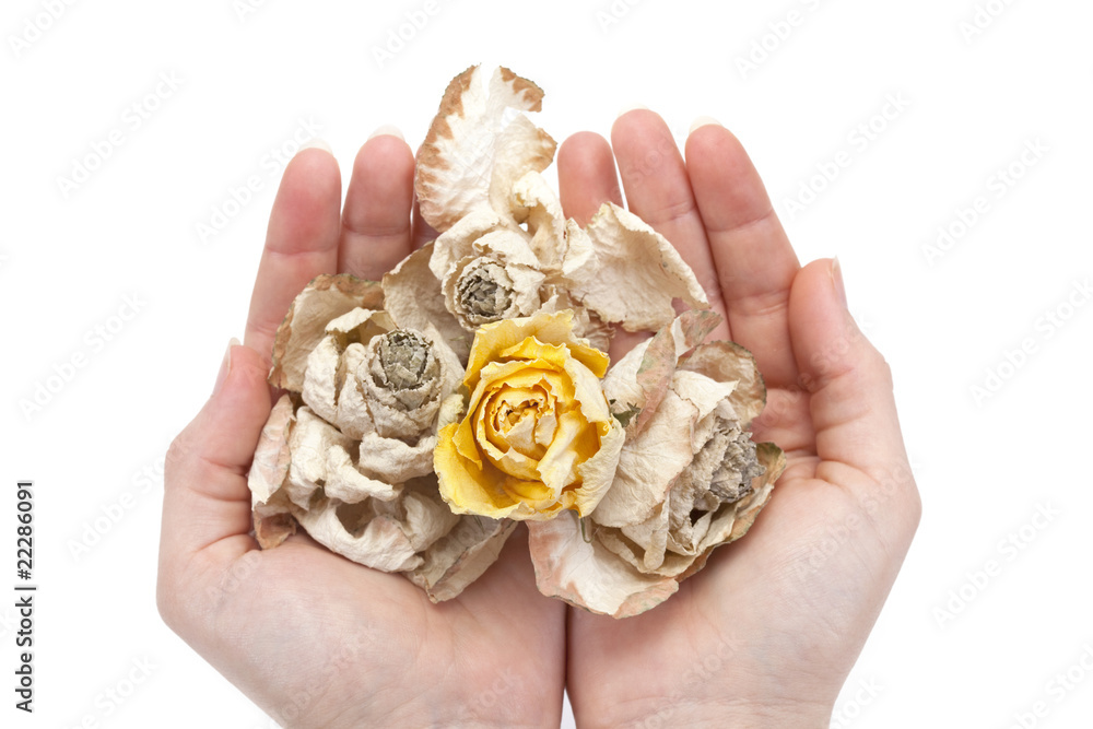 fleur sèche Stock Photo | Adobe Stock