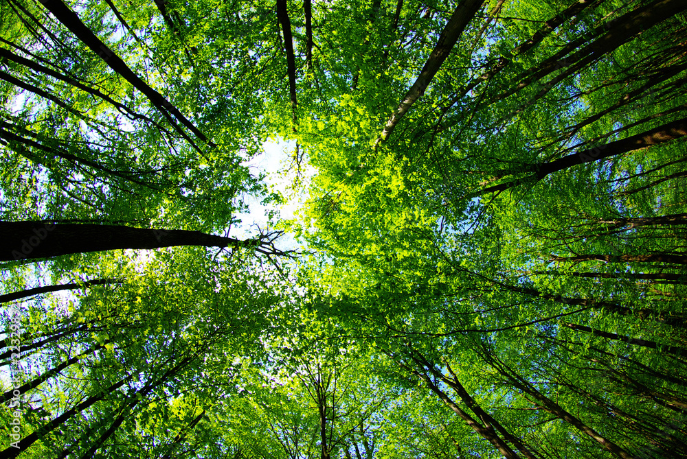 nature Stock Photo | Adobe Stock