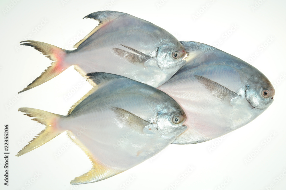 White Pomfret