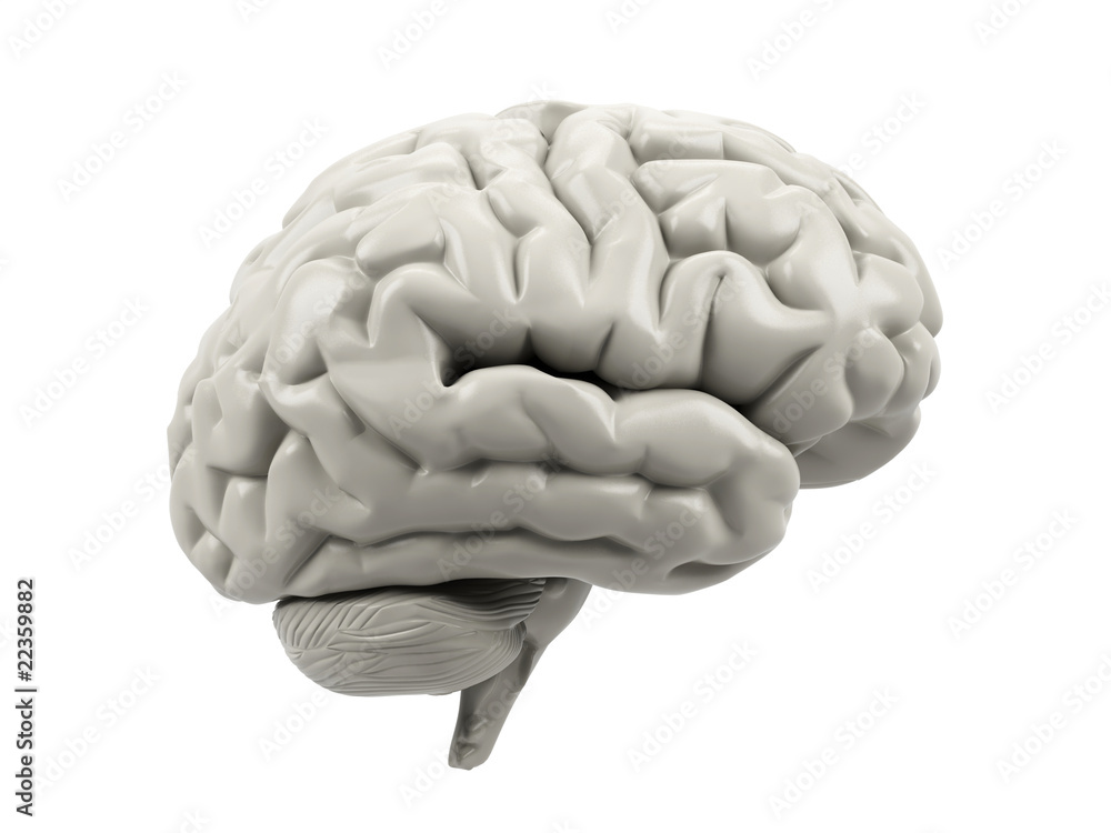Human brain on a white background. Stock Illustration | Adobe Stock