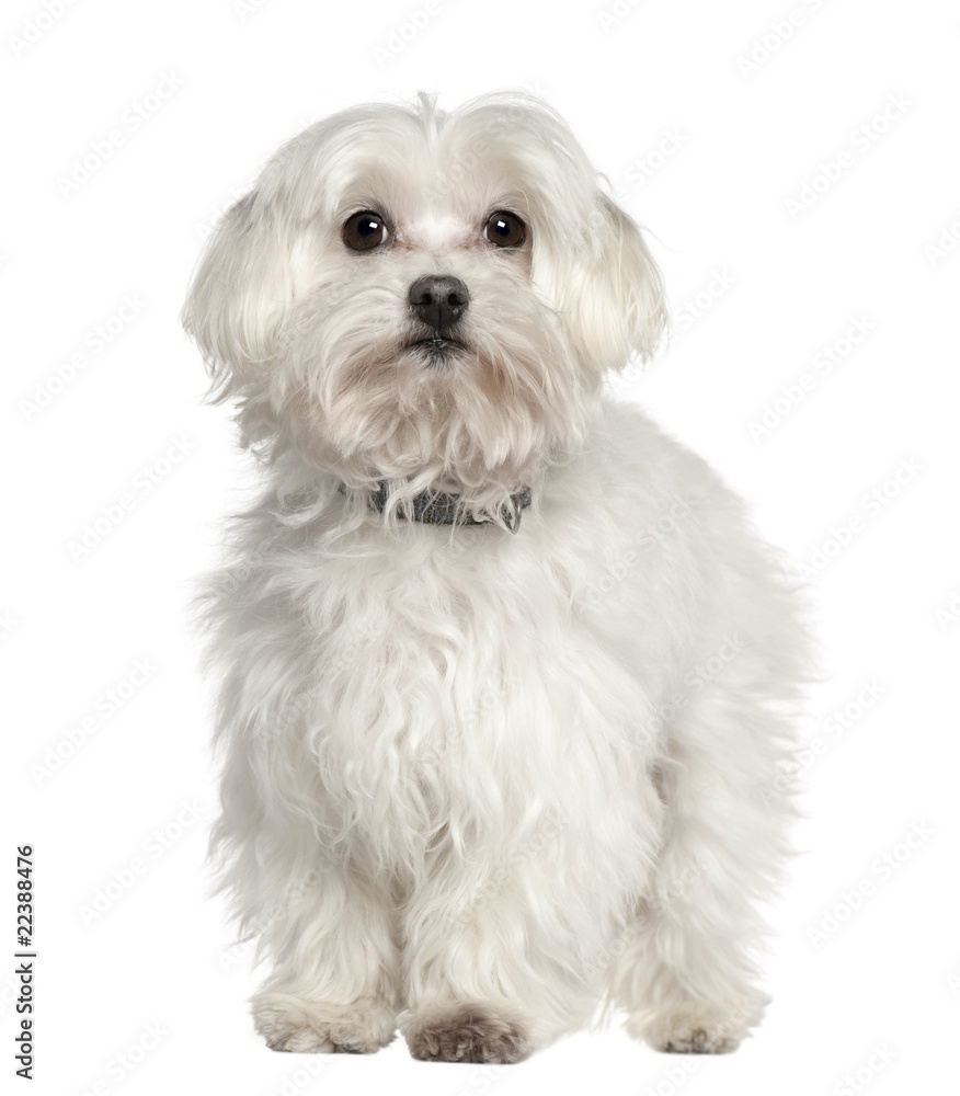 Maltese dog, 11 years old, standing in front of white background Stock ...