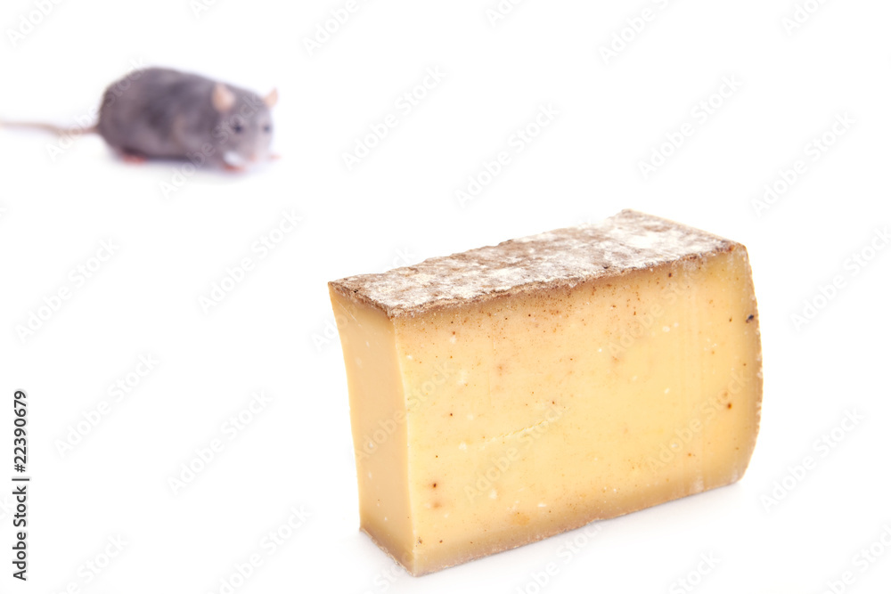 Rat qui se prépare à manger un fromage Stock Photo | Adobe Stock
