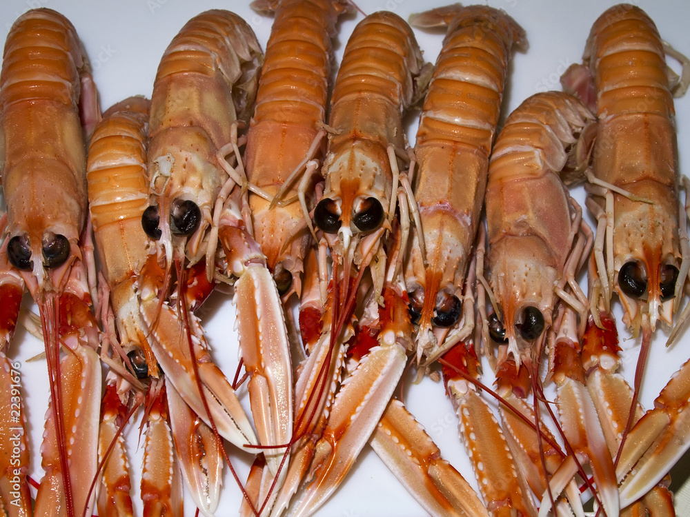 Cigalas foto de Stock | Adobe Stock