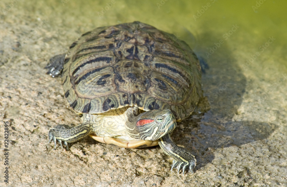 Red Neck Slider Turtle Sunbathing Stock Photo | Adobe Stock