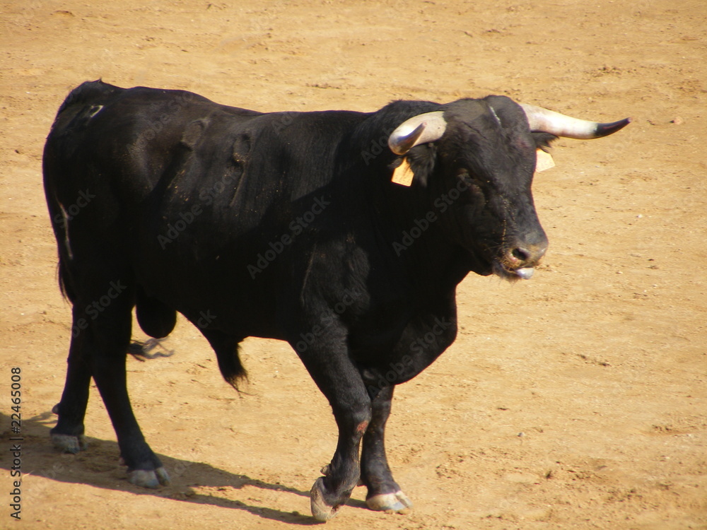 Toro foto de Stock | Adobe Stock