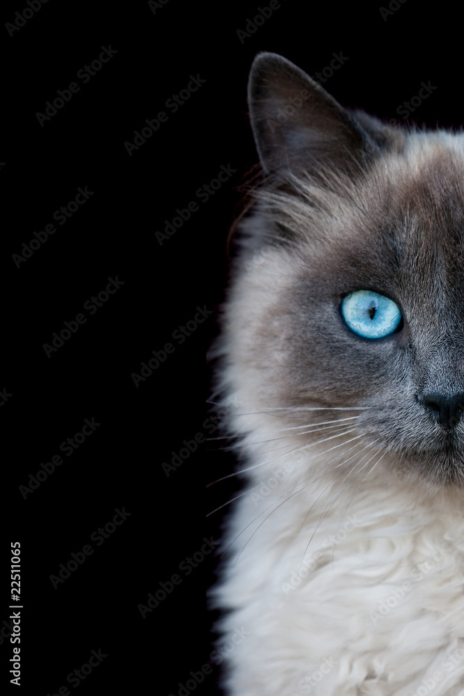 cat Stock Photo | Adobe Stock
