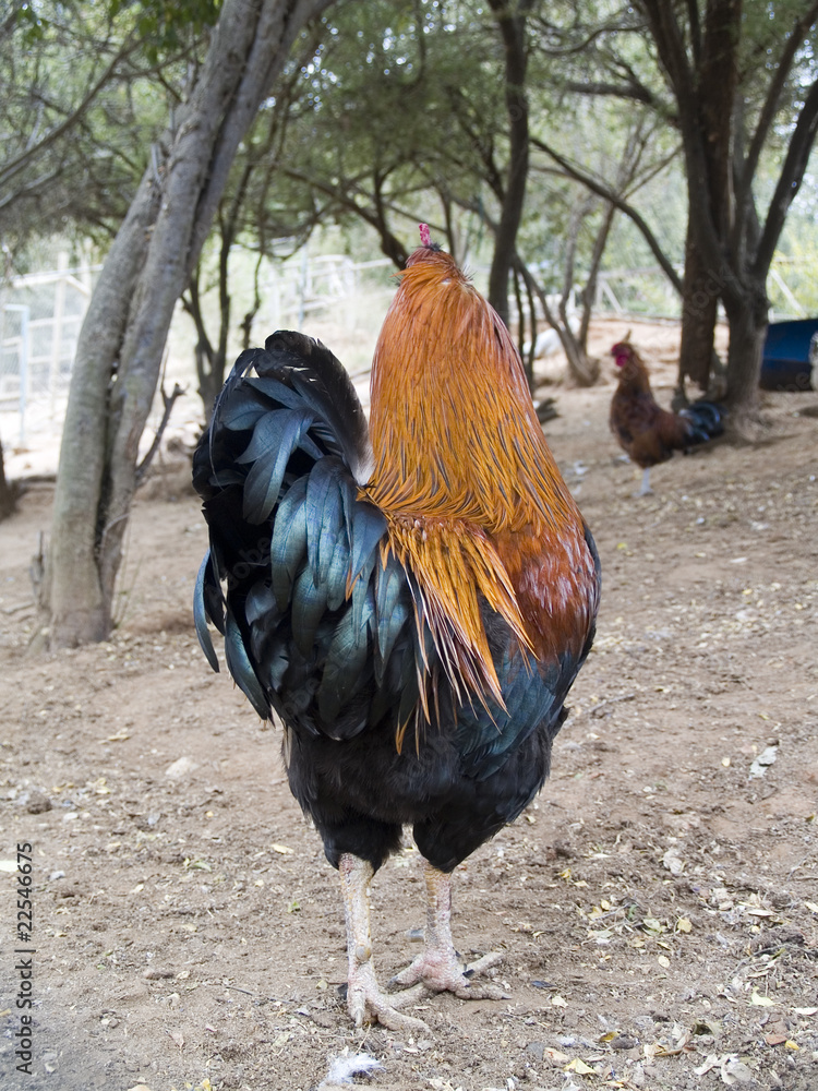 gallo de espaldas caminando Stock Photo | Adobe Stock