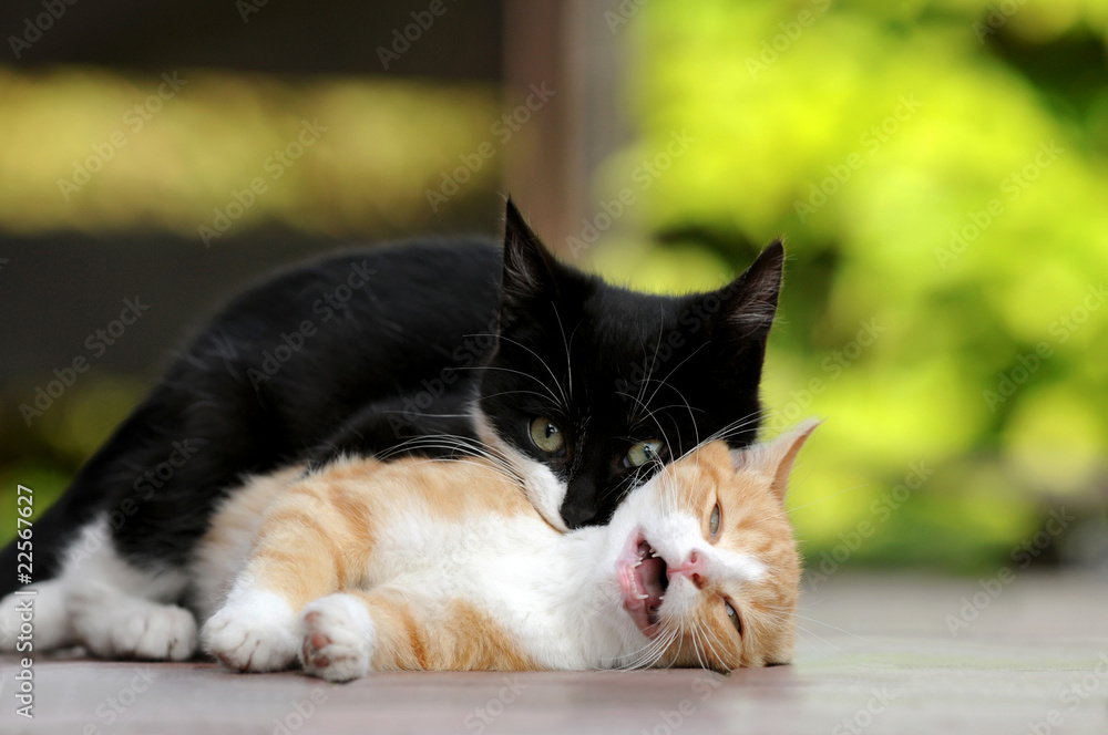 Kämpfende Katzen Stock-Foto | Adobe Stock