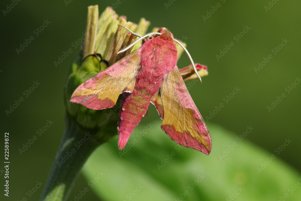 Pink hawk moth (Deilephila porcellus) Stock Photo | Adobe Stock