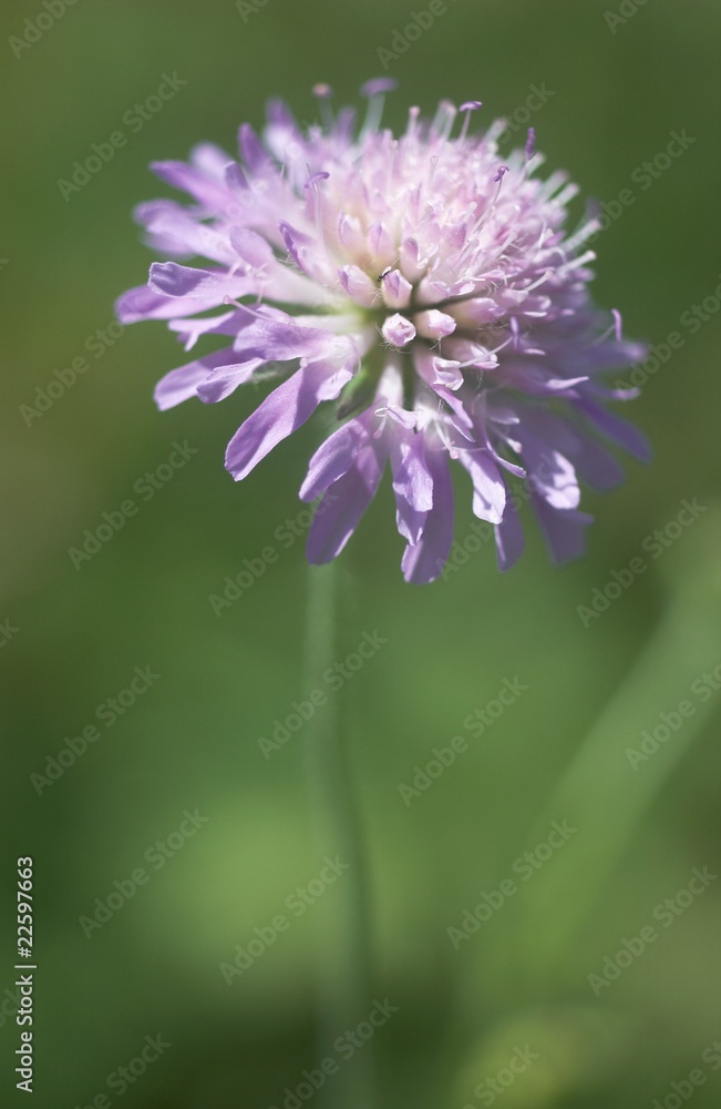 fleur de Centaurée barbeau Photos | Adobe Stock