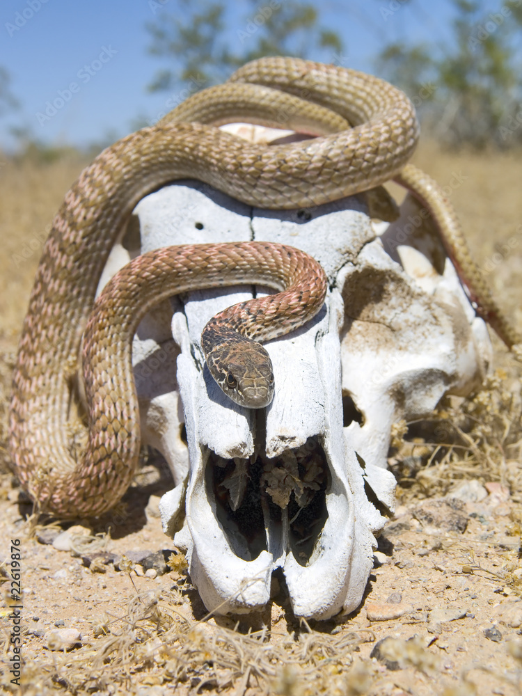 Snake Front View