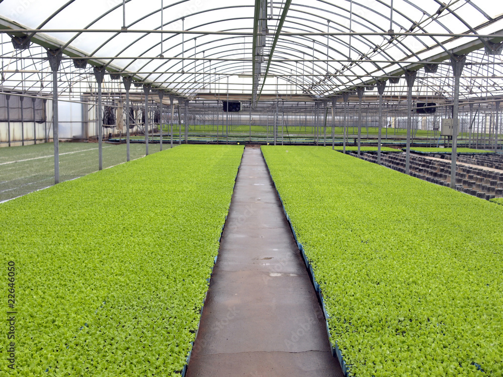 invernadero Stock Photo | Adobe Stock