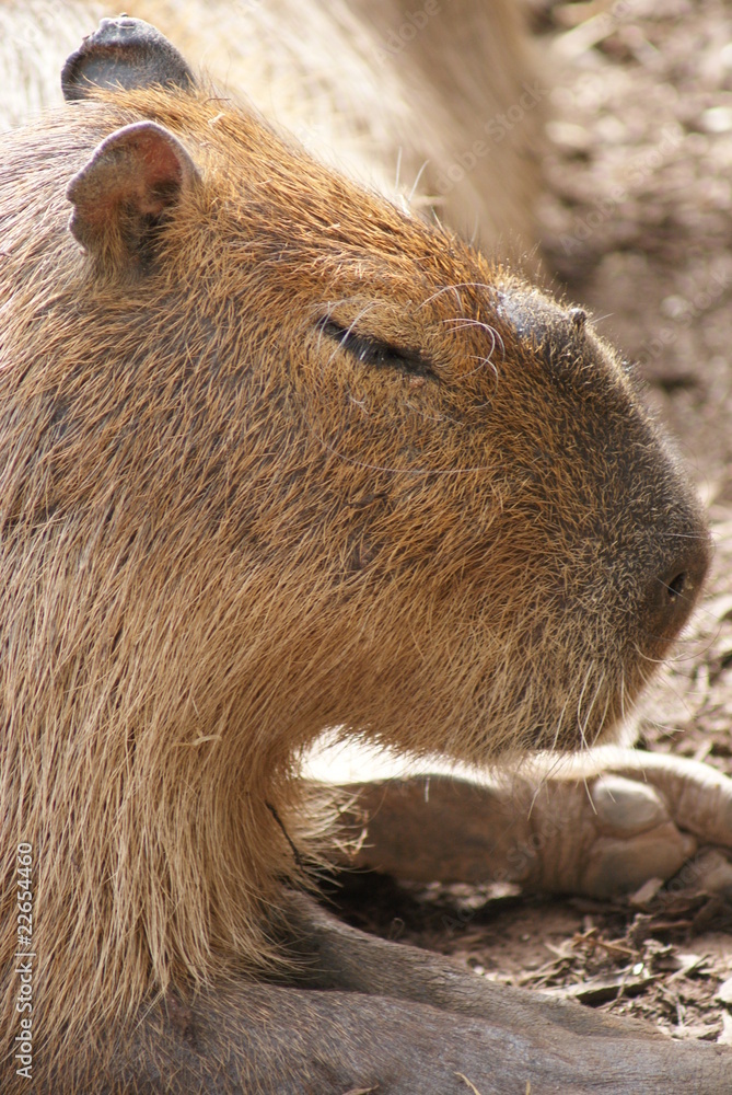 Poster Capybara – Wall Art | UkPosters