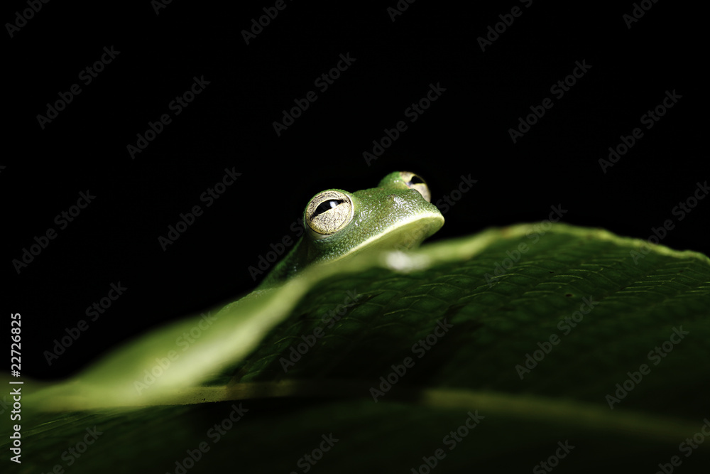 green tree frog hiding behind leaf in amazon rainforest Stock Photo ...