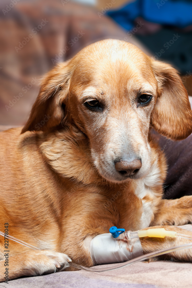 dog lying on bed with cannula in vein taking infusion Stock Photo ...