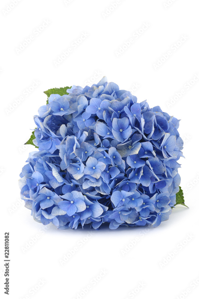 Beautiful blue hydrangea Stock Photo | Adobe Stock