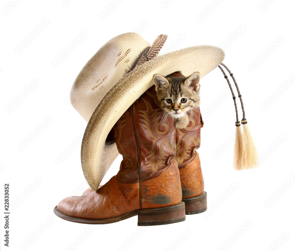 Kitten Playing in Cowboy Boot With Hat Stock Photo | Adobe Stock