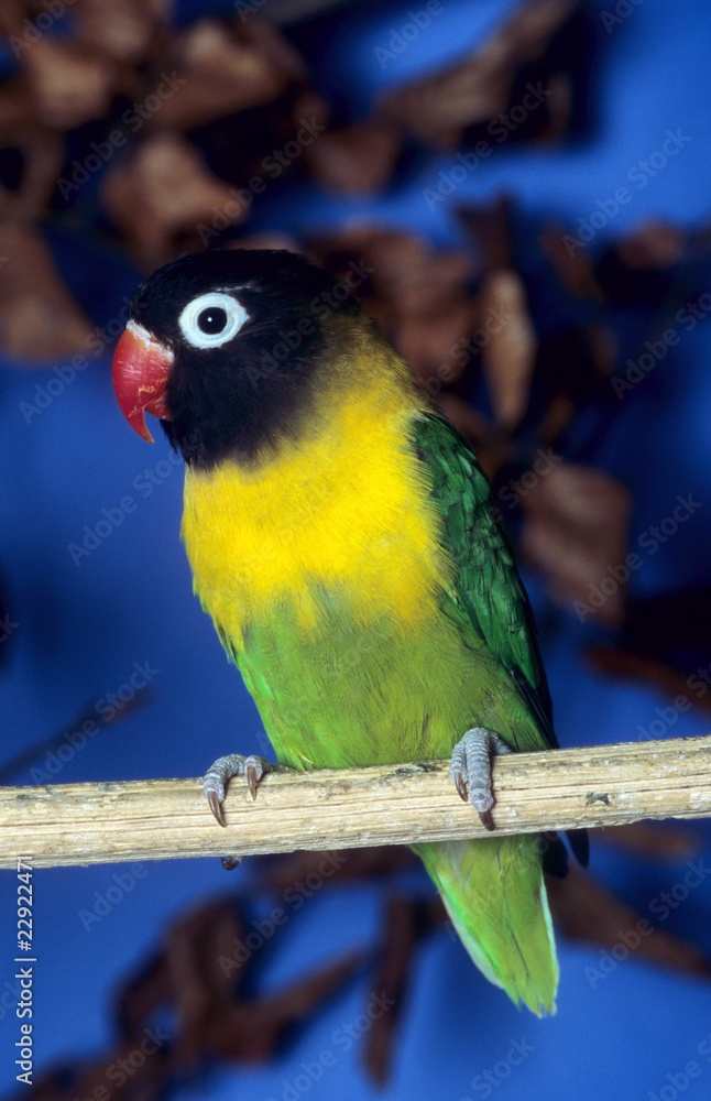 inséparable masque personata Photos | Adobe Stock