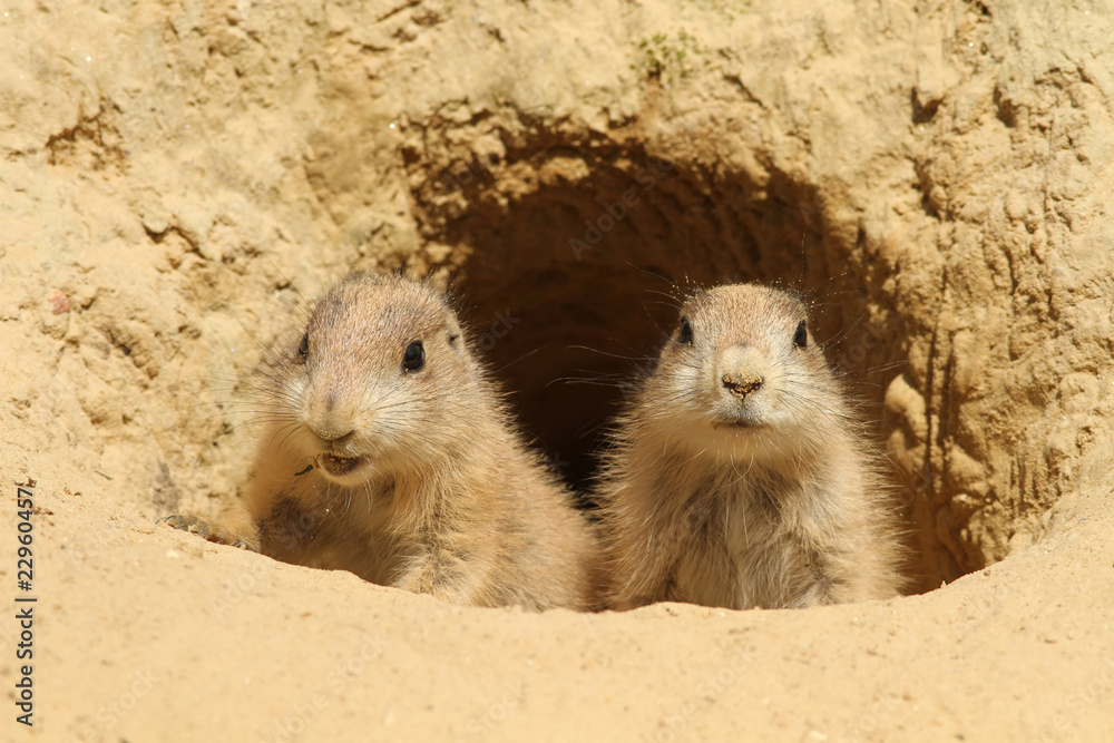 Prairie Dog Burrow