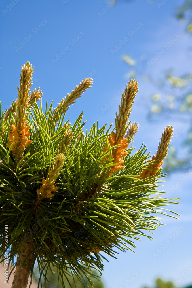 Decorative pine Stock Photo | Adobe Stock