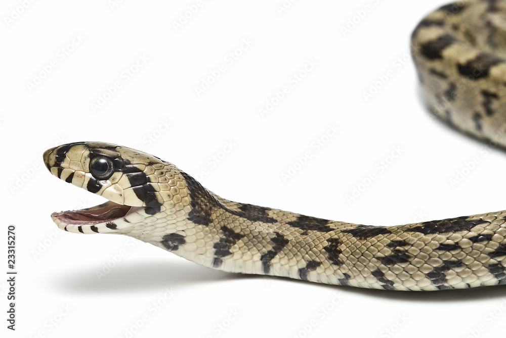 Víbora reptando. foto de Stock | Adobe Stock