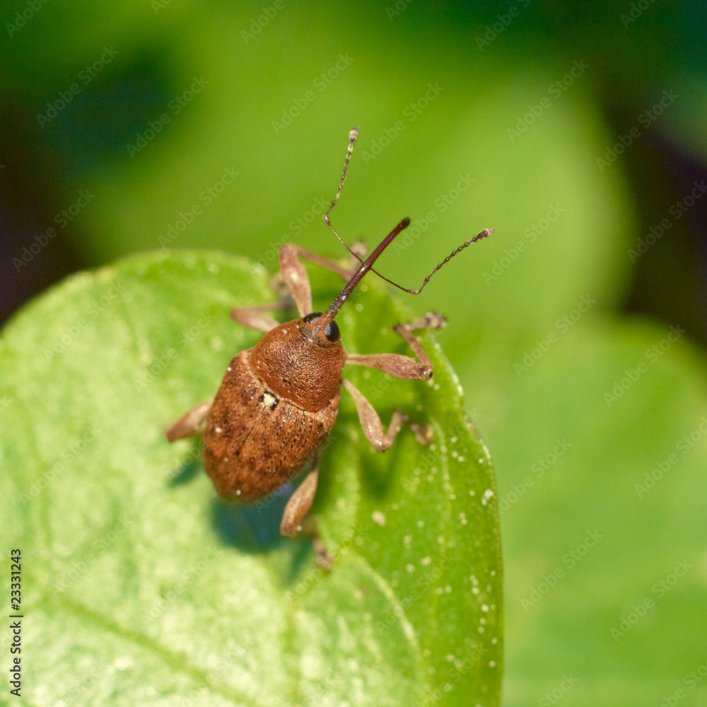 Beetle weevil (Curculia nucum) sitting on a leaf. Extreme close- Stock ...