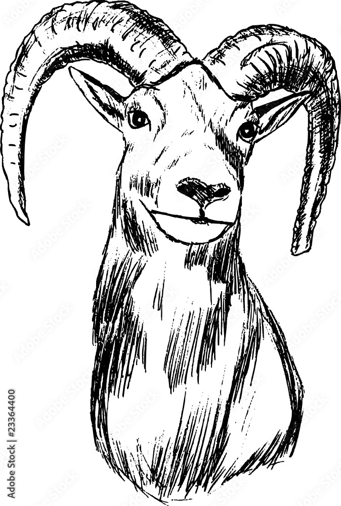 Vecteur Stock vector - hand draw mouflon , portrait, isolated | Adobe Stock