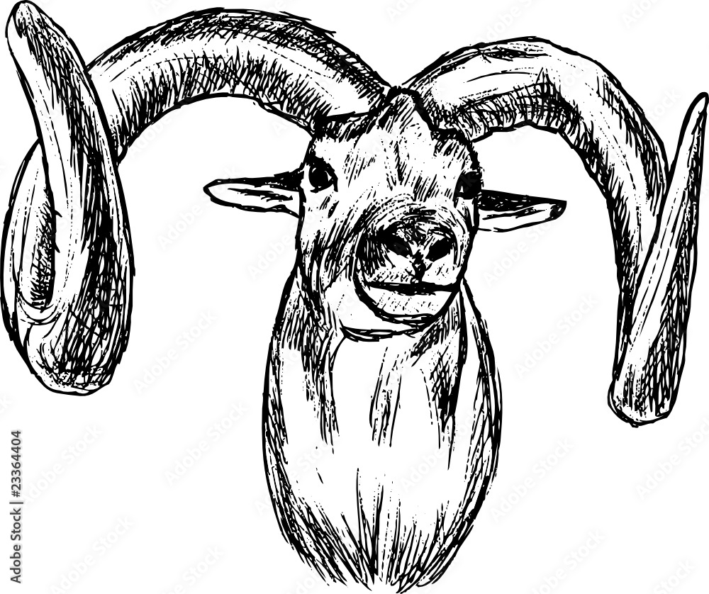 Vecteur Stock vector - hand draw mouflon , portrait, isolated | Adobe Stock