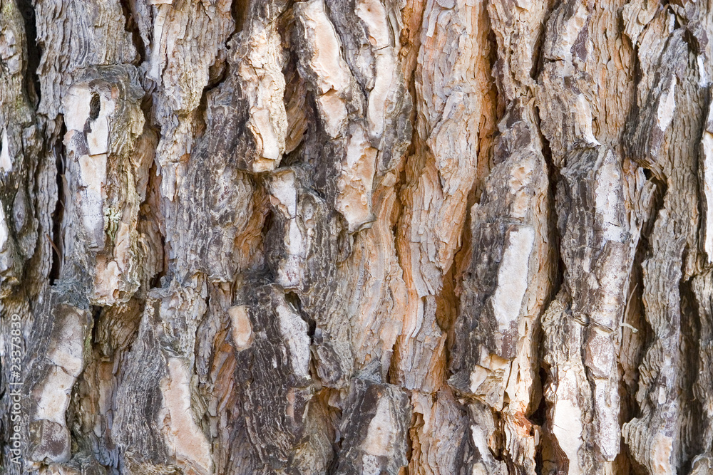 textura arbol 3 Stock Photo | Adobe Stock