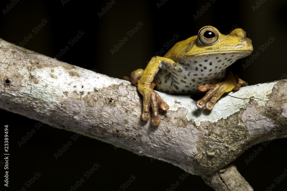 tree frog in tropical amazon rain forest copy space background Stock ...