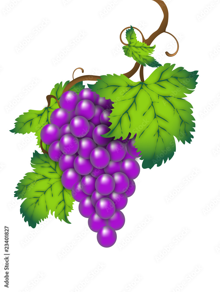Weinrebe Stock-Vektorgrafik | Adobe Stock