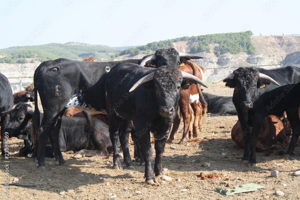 Foto de Ganaderia de reses bravas en Arguedas, Navarra, España. do ...