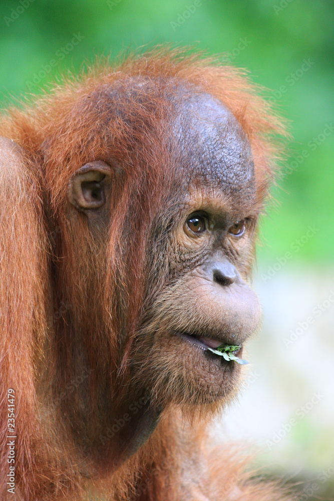 Side profile of an orangutan Stock Photo | Adobe Stock