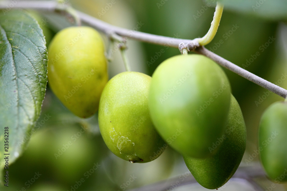 jujubes, jujubier, ziziphus jujuba, fruits tropicaux Stock Photo ...