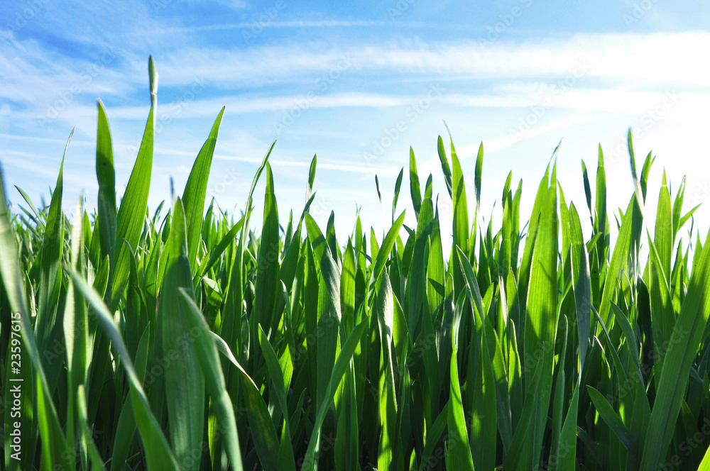 Gras Stock-Foto | Adobe Stock