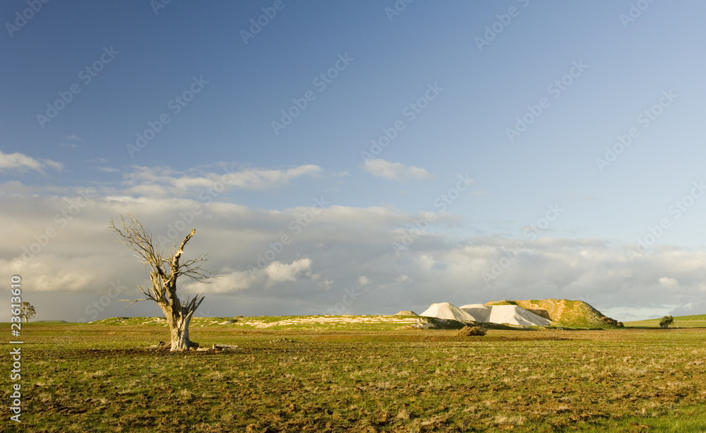 Dead Tree In Paddock With Mine Slag Heaps Stock Photo | Adobe Stock