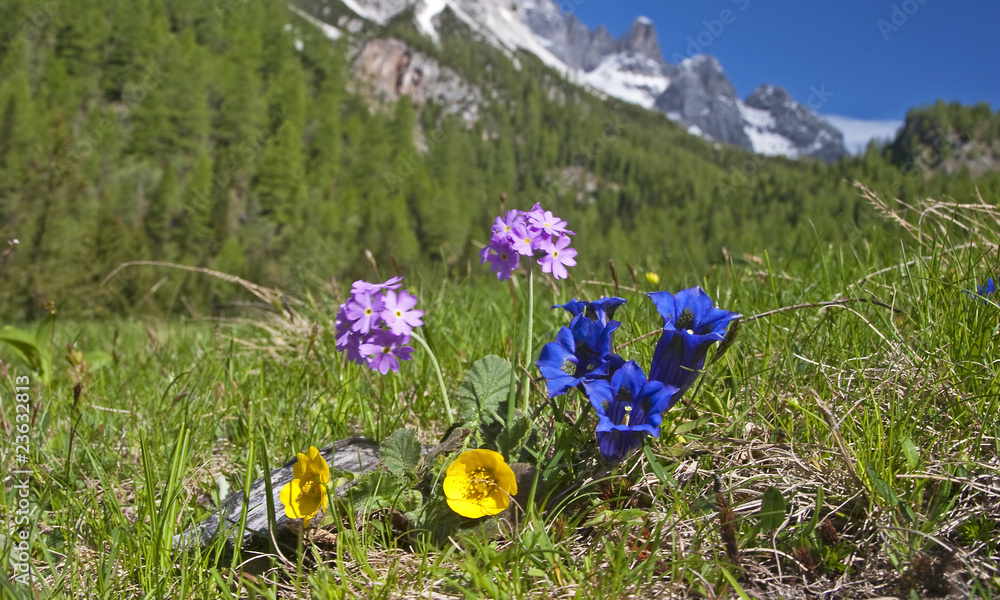 Bergblumen in den Dolomiten Stock-Foto | Adobe Stock
