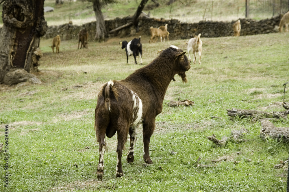 macho cabrio foto de Stock | Adobe Stock