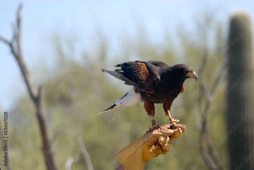 Harris' Hawk at the Arizona-Sonora Desert Museum in Tuscon Stock Photo ...
