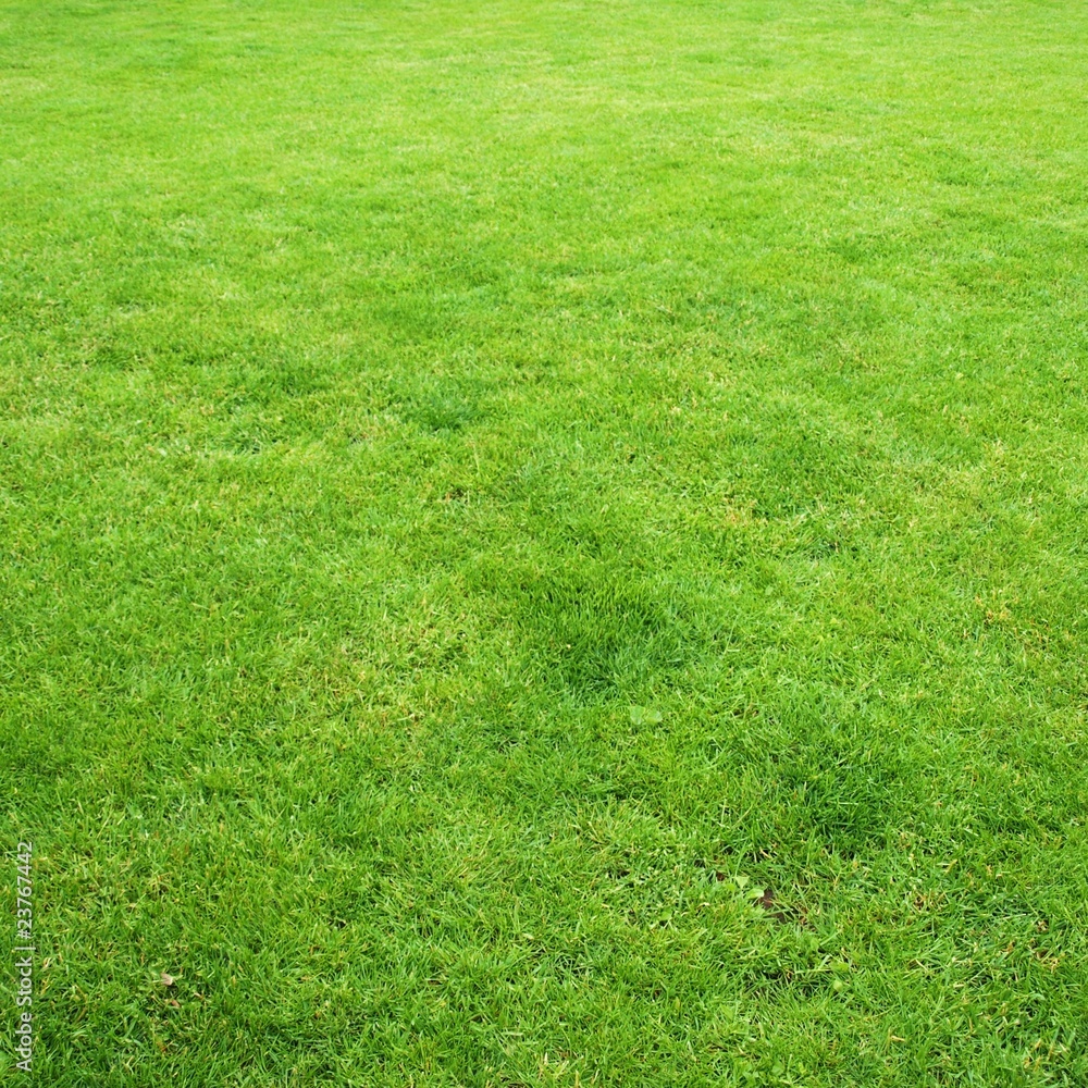 Rasen Stock-Foto | Adobe Stock