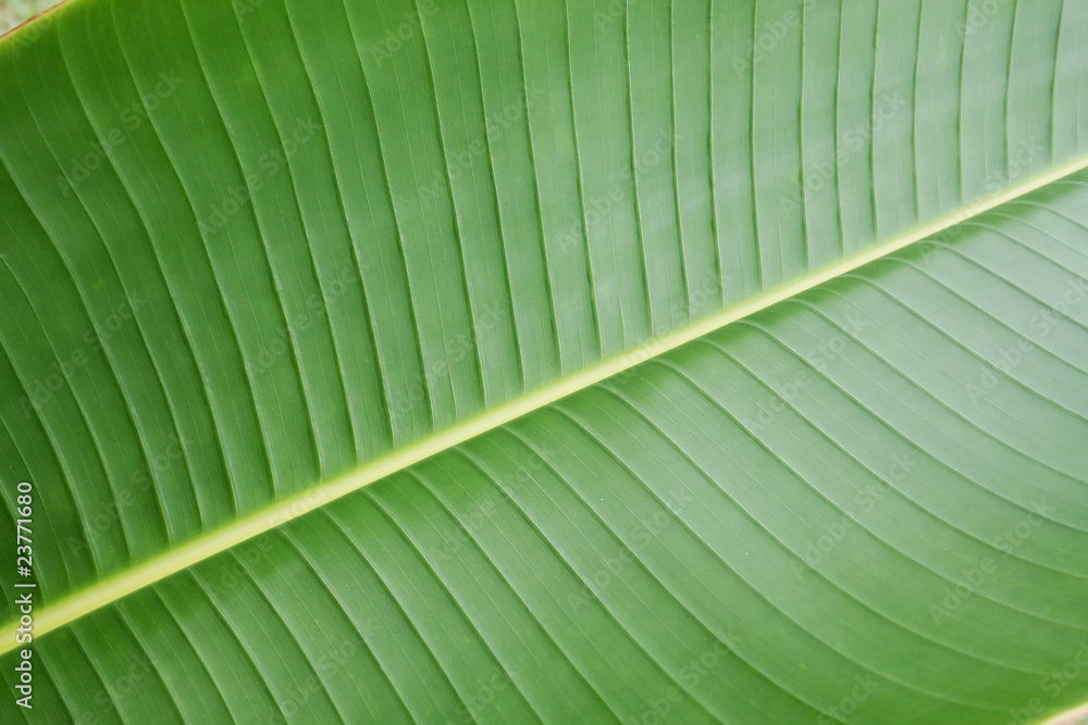banana leaf Stock Photo | Adobe Stock