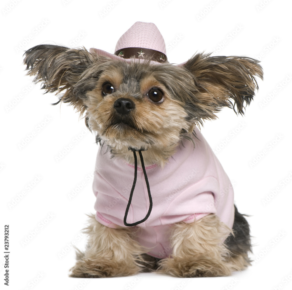 Yorkshire terrier, dressed and wearing a pink cowboy hat Stock Photo ...