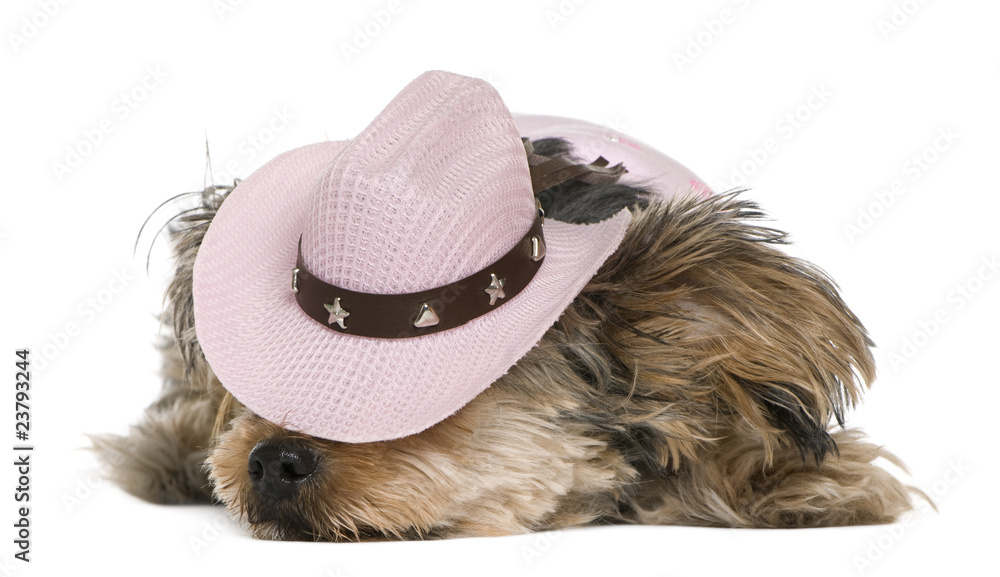 Yorkshire terrier, dressed and wearing a pink cowboy hat Stock Photo ...