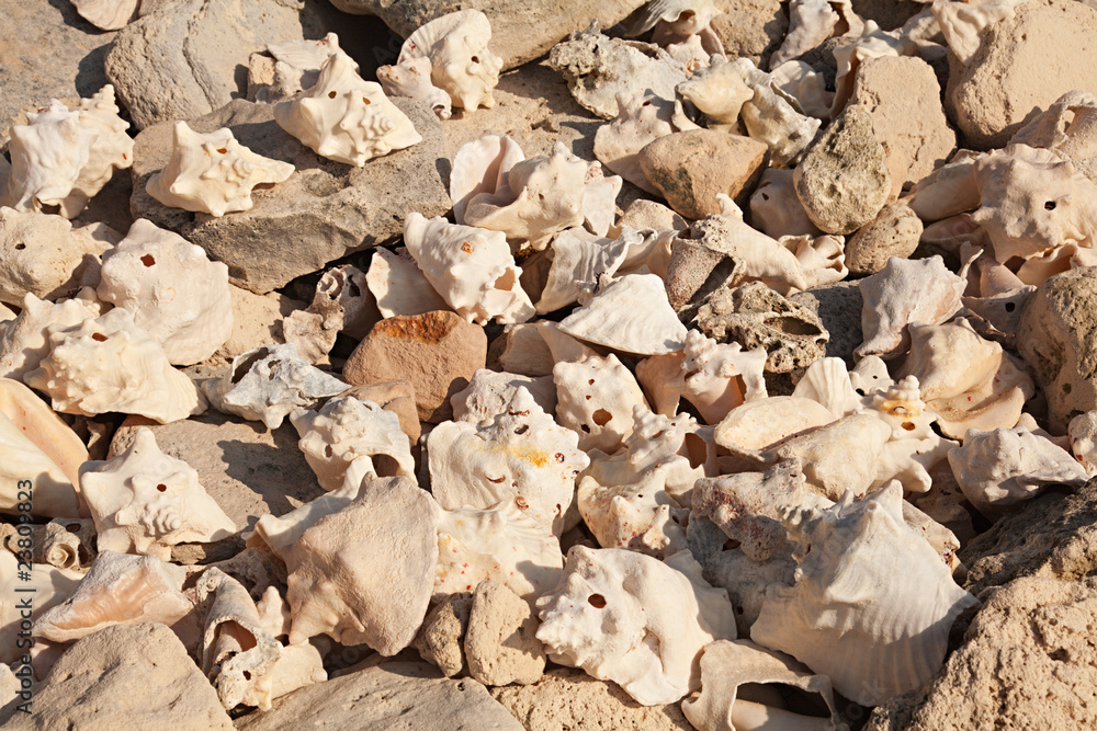 Large Group of Conch Shells on Grand Turk Island, Caribbean Stock Photo ...